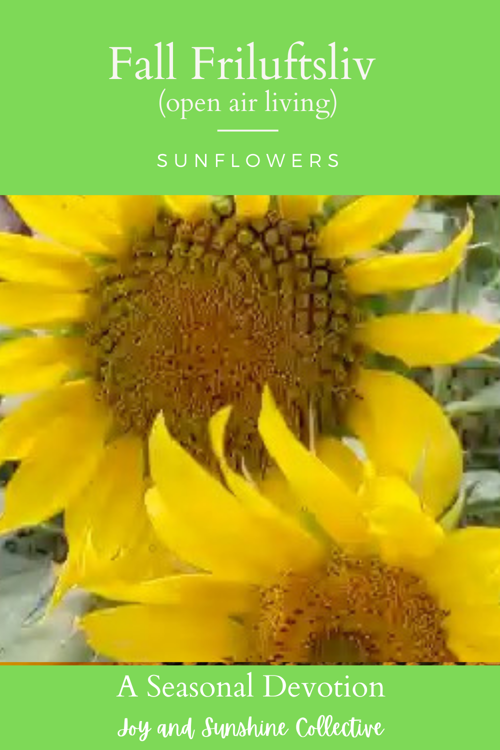 What is the spiritual meaning of the sunflower? - Joy & Sunshine Collective